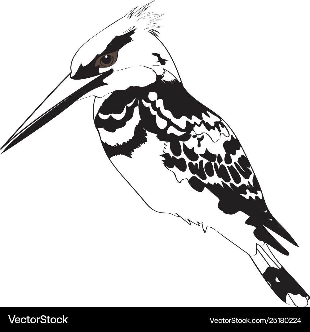 Black and white kingfisher Royalty Free Vector Image