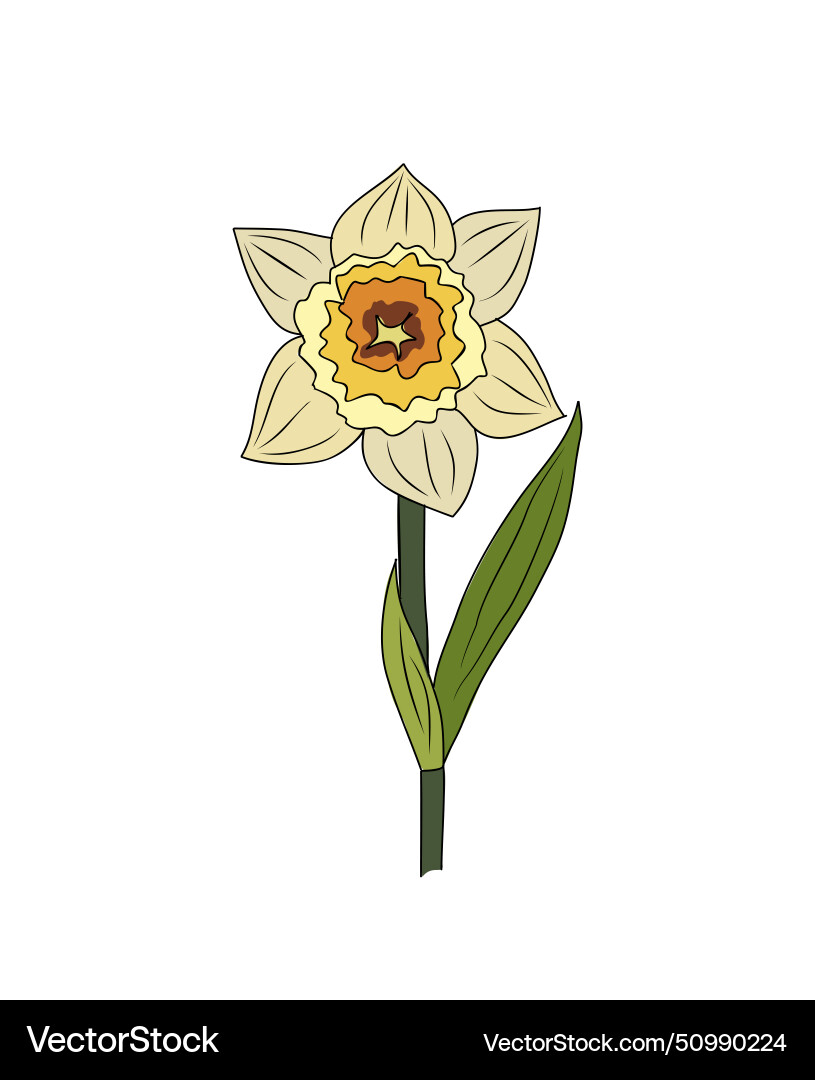 Daffodil march birth month flower art Royalty Free Vector