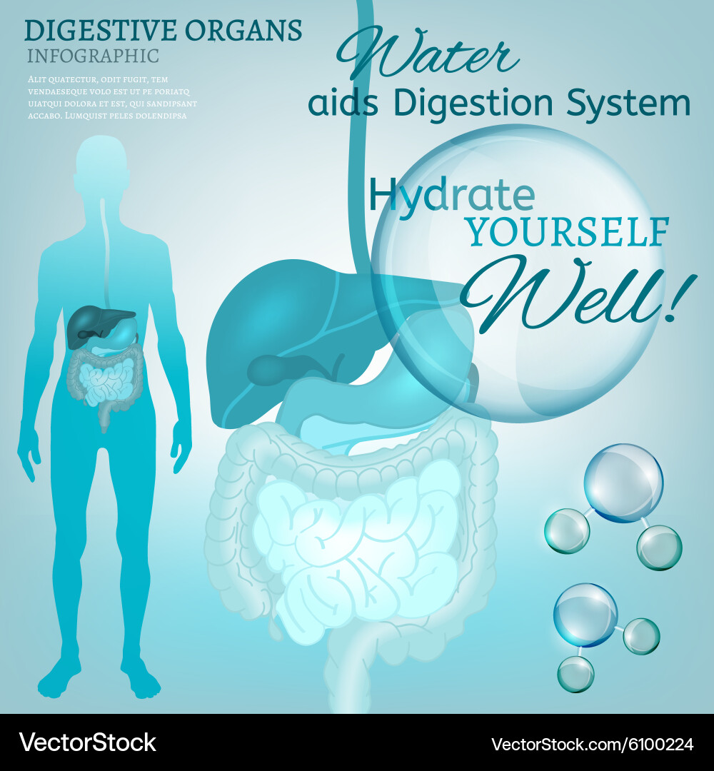 Digestive system Royalty Free Vector Image - VectorStock