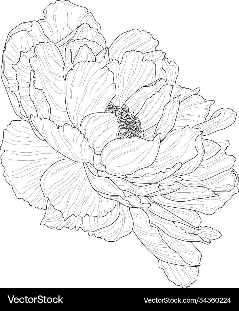 Elegant Peony Flower Royalty Free Vector Image