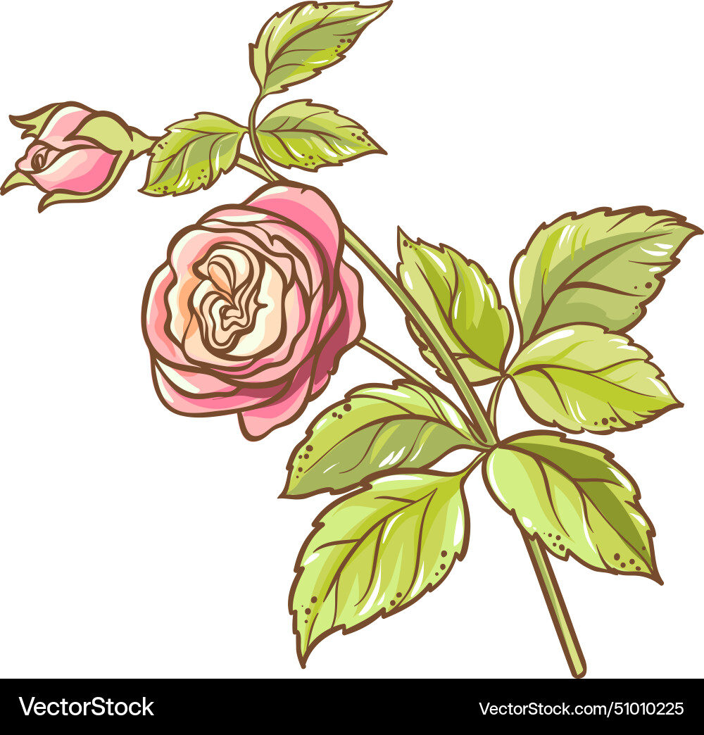 Rose branch colored detailed Royalty Free Vector Image