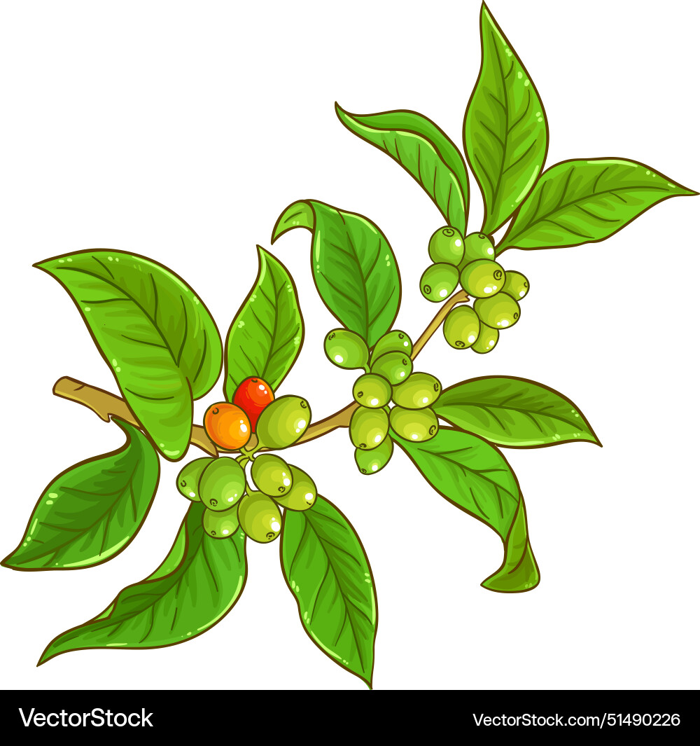 Coffee branch colored detailed Royalty Free Vector Image Coffee branch colored detailed Royalty Free Vector Image