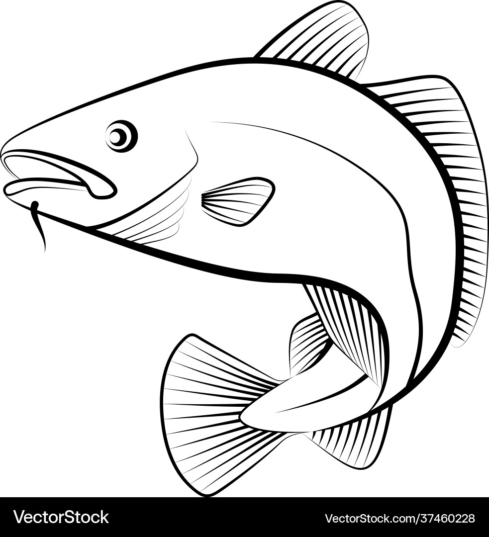 Atlantic Cod Fish Drawing Royalty Free Vector Image