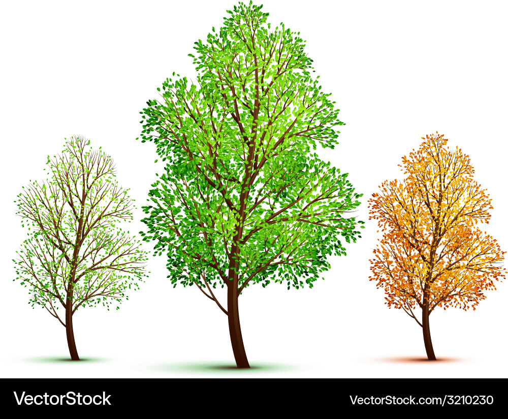 Baum Lizenzfreies Vektorbild - VectorStock