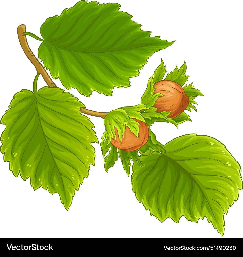 Hazelnut branch colored detailed – Royalty-Free Vector | VectorStock