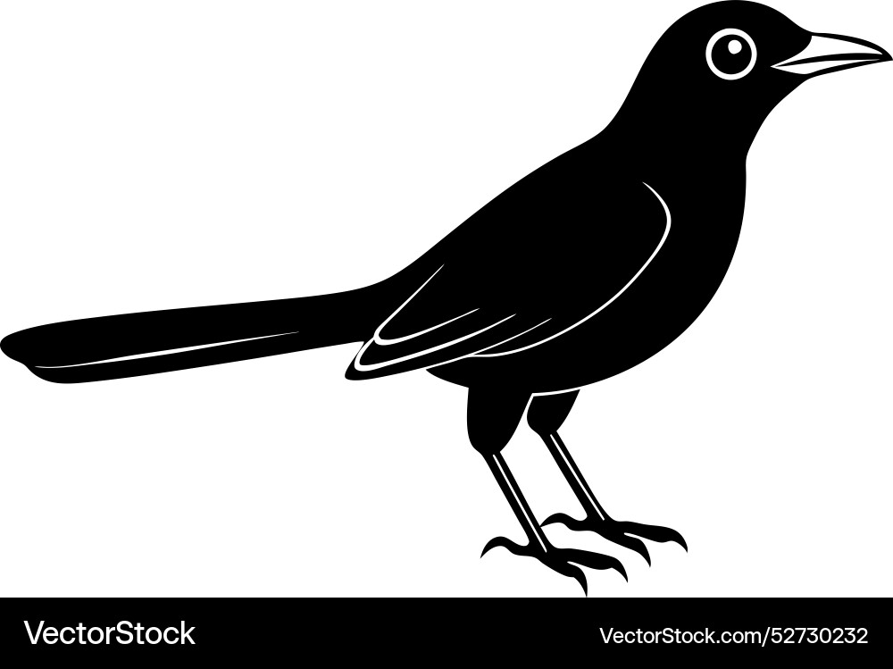 Common grackle Royalty Free Vector Image - VectorStock