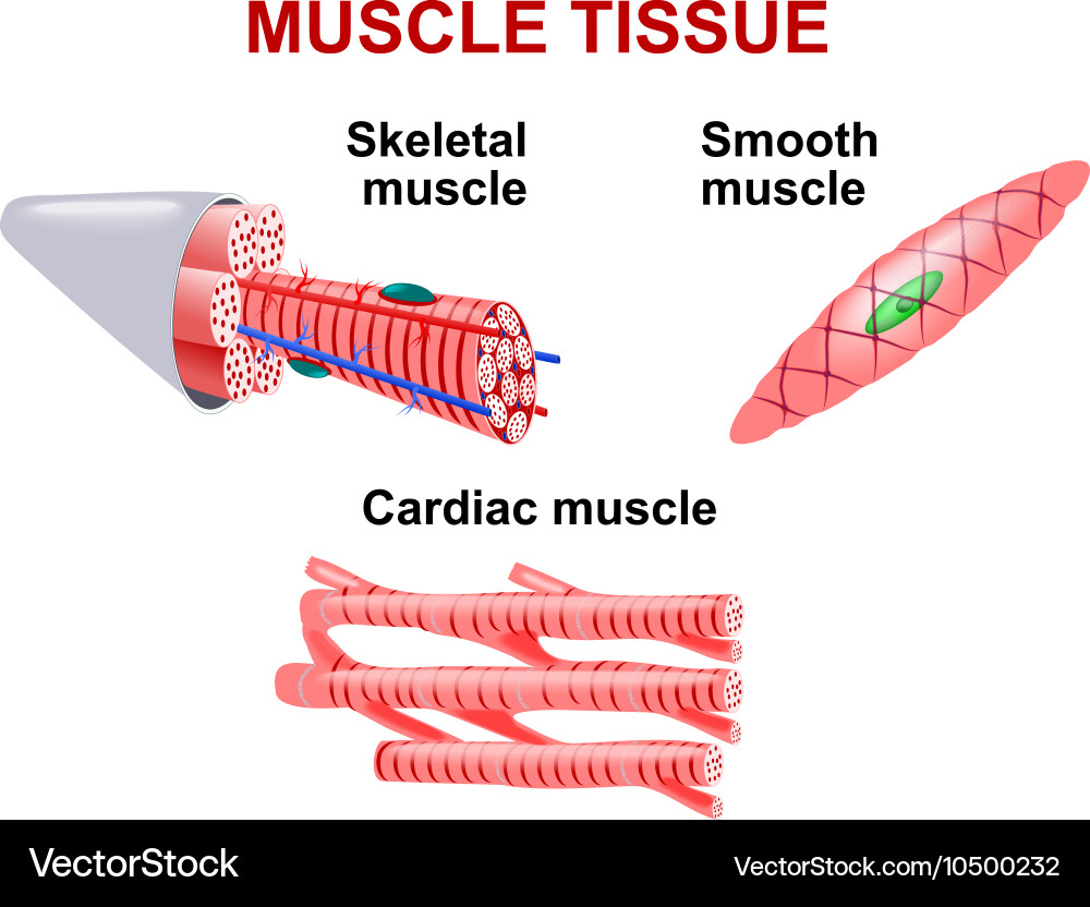 Muscle tissue Royalty Free Vector Image - VectorStock
