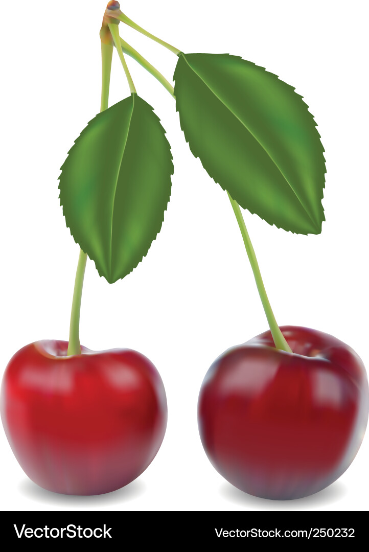 Sweet cherries Royalty Free Vector Image - VectorStock