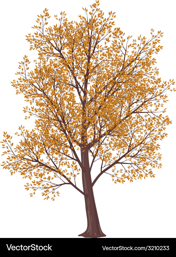 Autumn tree Royalty Free Vector Image - VectorStock