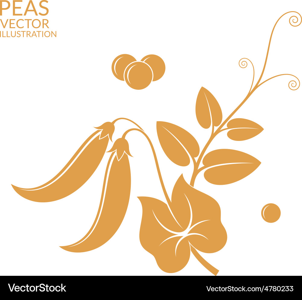 Peas Royalty Free Vector Image - VectorStock