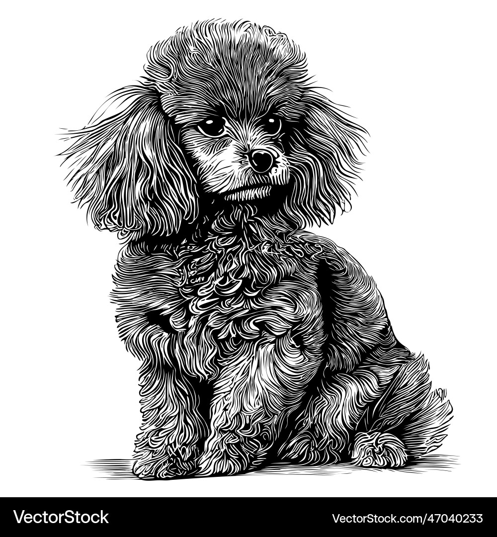 Mini Poodle Vector Images (over 150)