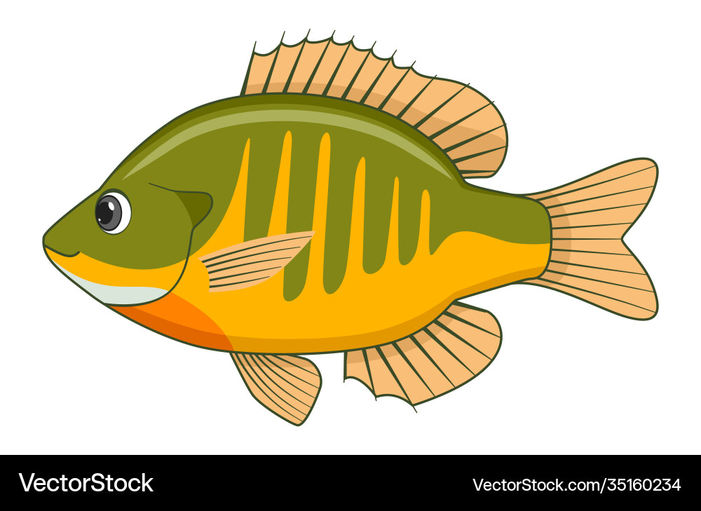 Bluegill fish on a white background Royalty Free Vector