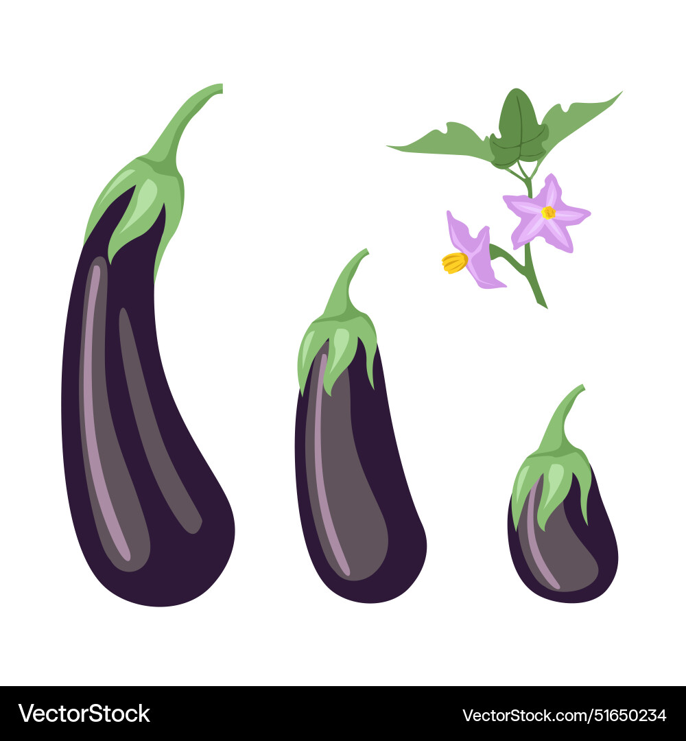 Eggplant Royalty Free Vector Image - VectorStock