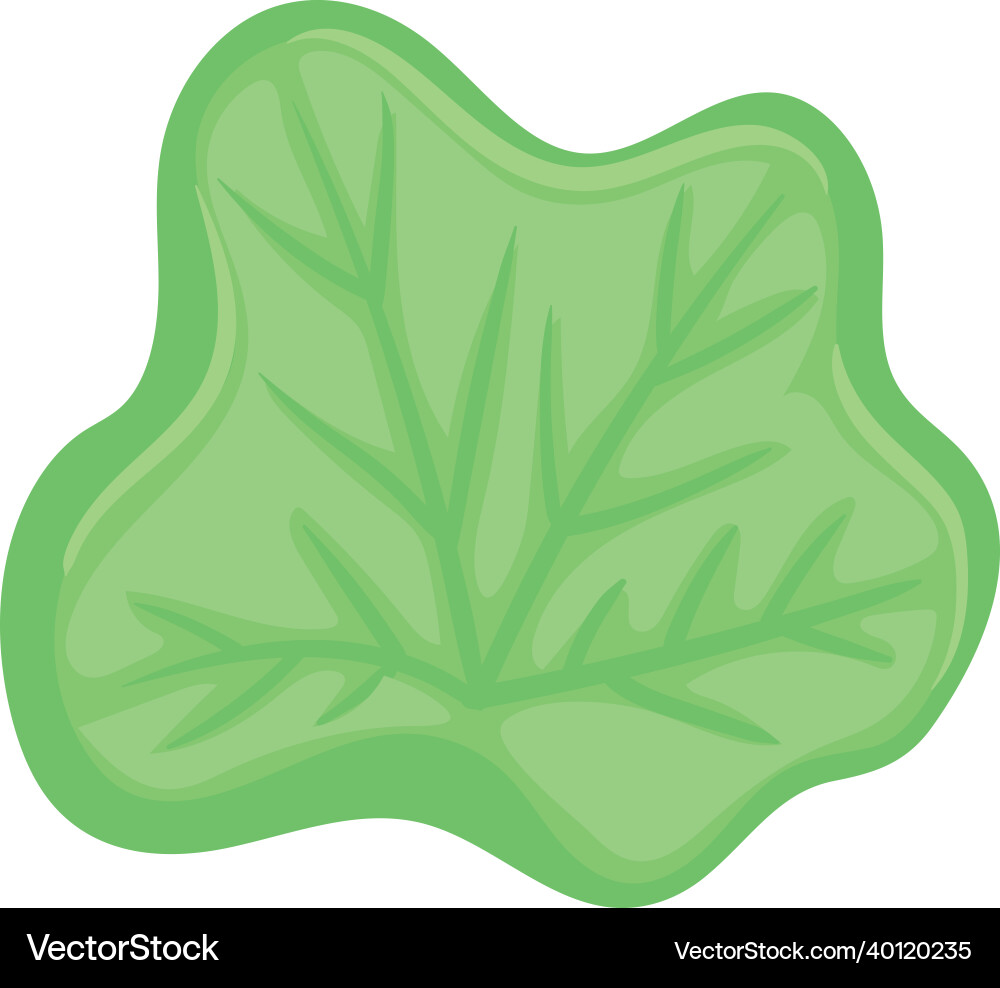 Fresh lettuce vegetable Royalty Free Vector Image