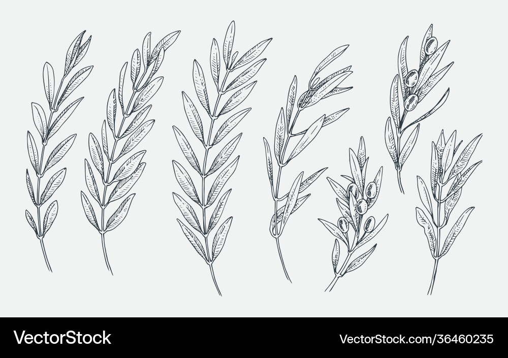 Realistic hand drawn leaf set Royalty Free Vector Image