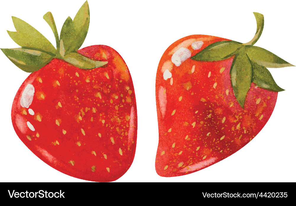 Strawberry Royalty Free Vector Image - VectorStock