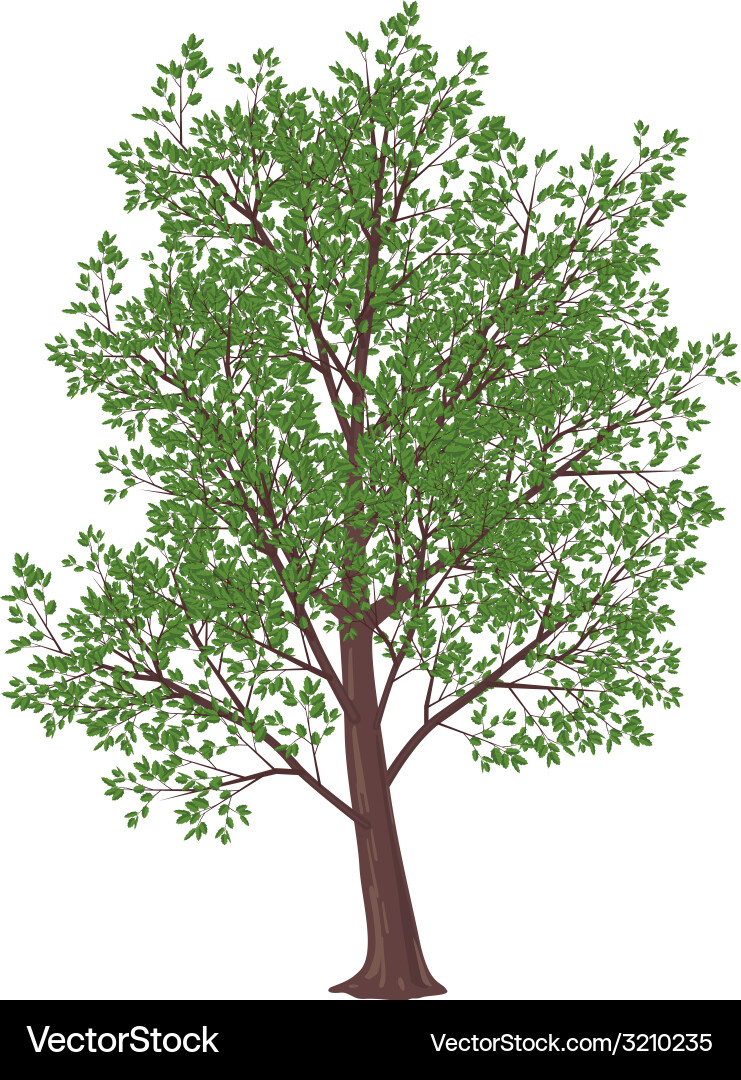 Summer tree Royalty Free Vector Image - VectorStock