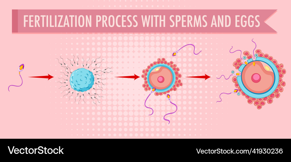 Fertilization Process Diagram - Sperm and Egg Vector Image