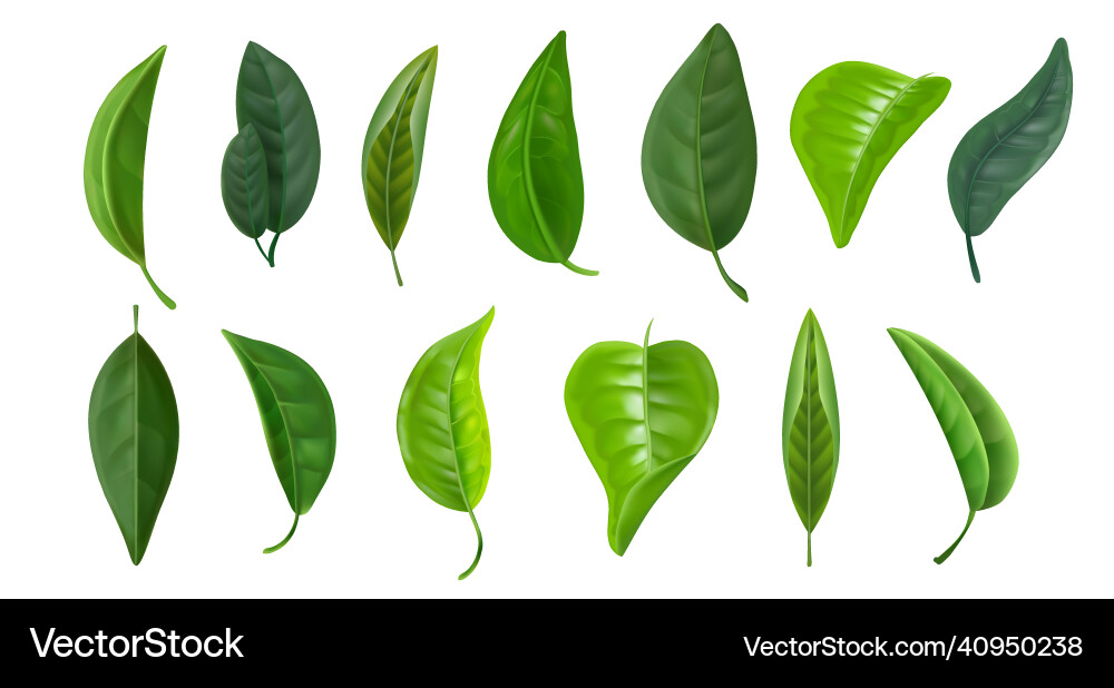 Realistic green leaves spring plant and forest Vector Image