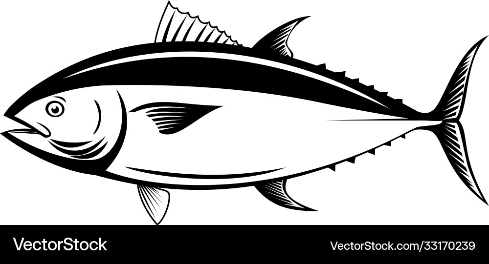 Atlantic bluefin tuna northern giant Royalty Free Vector