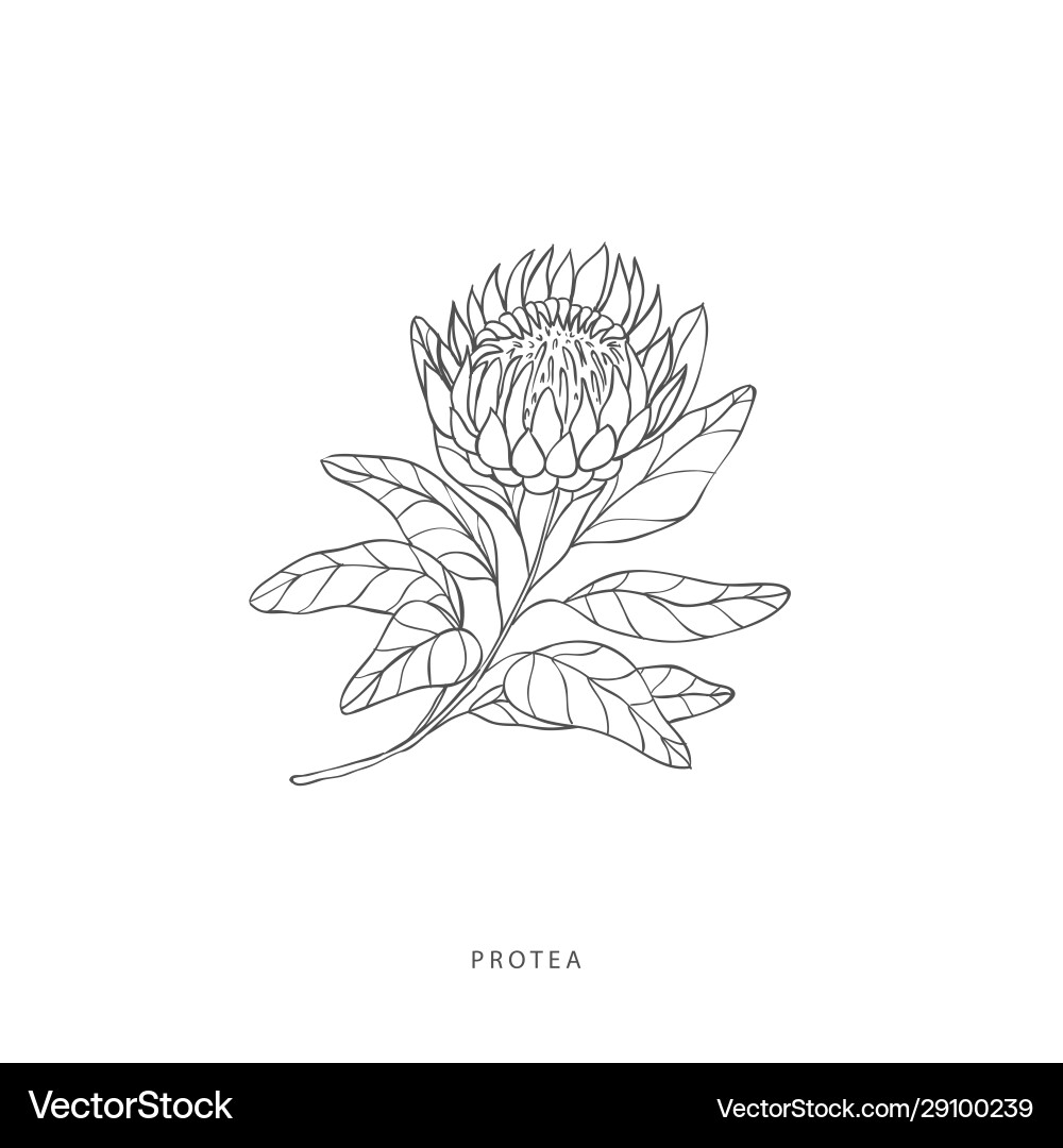 Greenery design elements botanical logos Vector Image