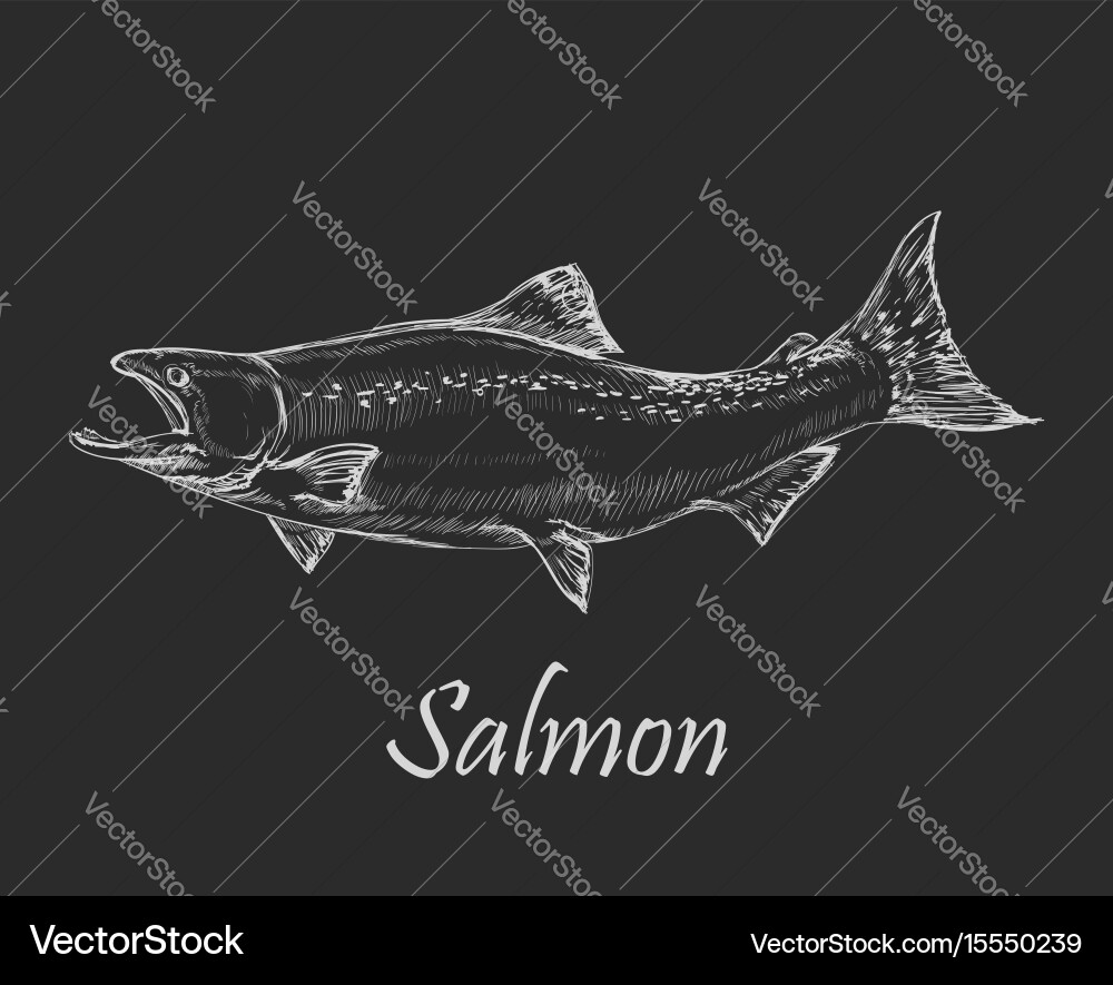Hand-Drawn Salmon Fish Sketch Royalty Free Vector Image