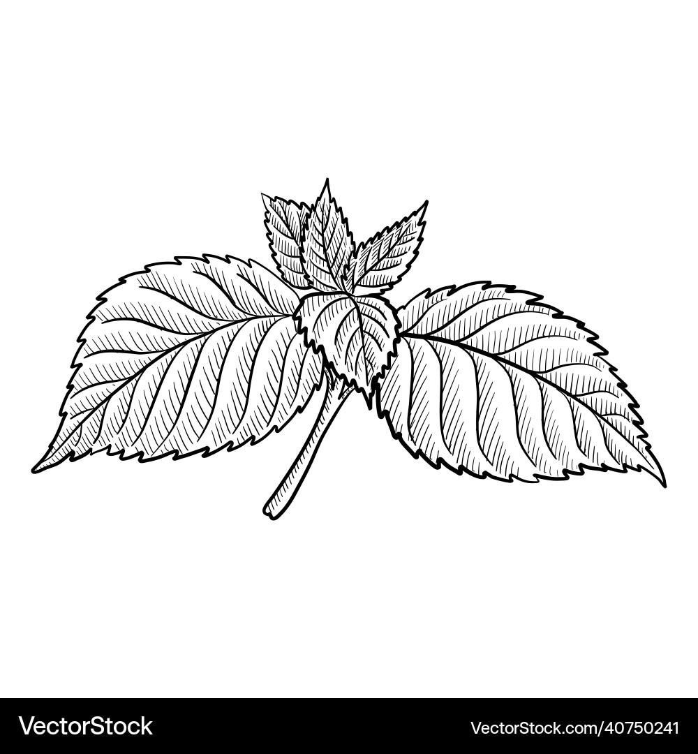 Drawing plant of shiso Royalty Free Vector Image