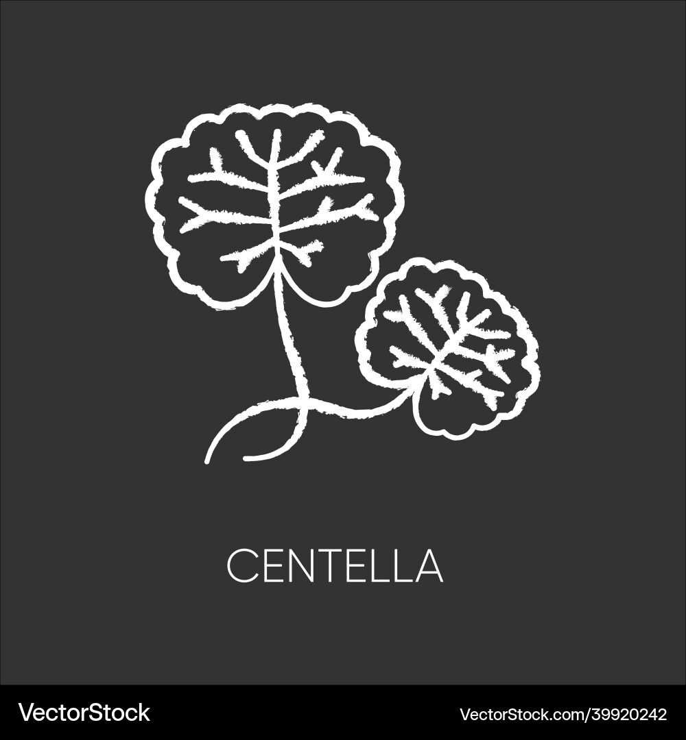 Centella chalk white icon on black background Vector Image