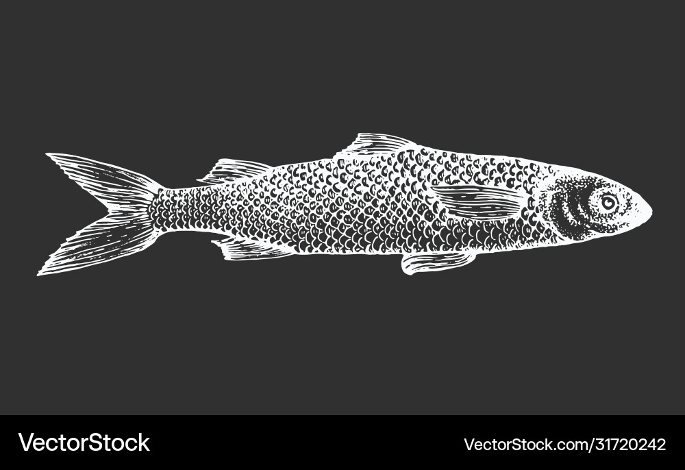 Hand drawn mullet fish on chalk board Royalty Free Vector