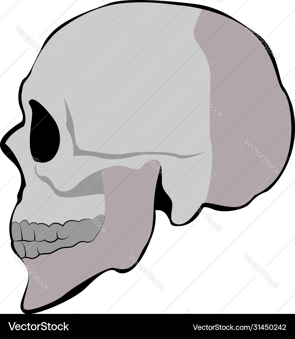 Skull profile on white background Royalty Free Vector Image