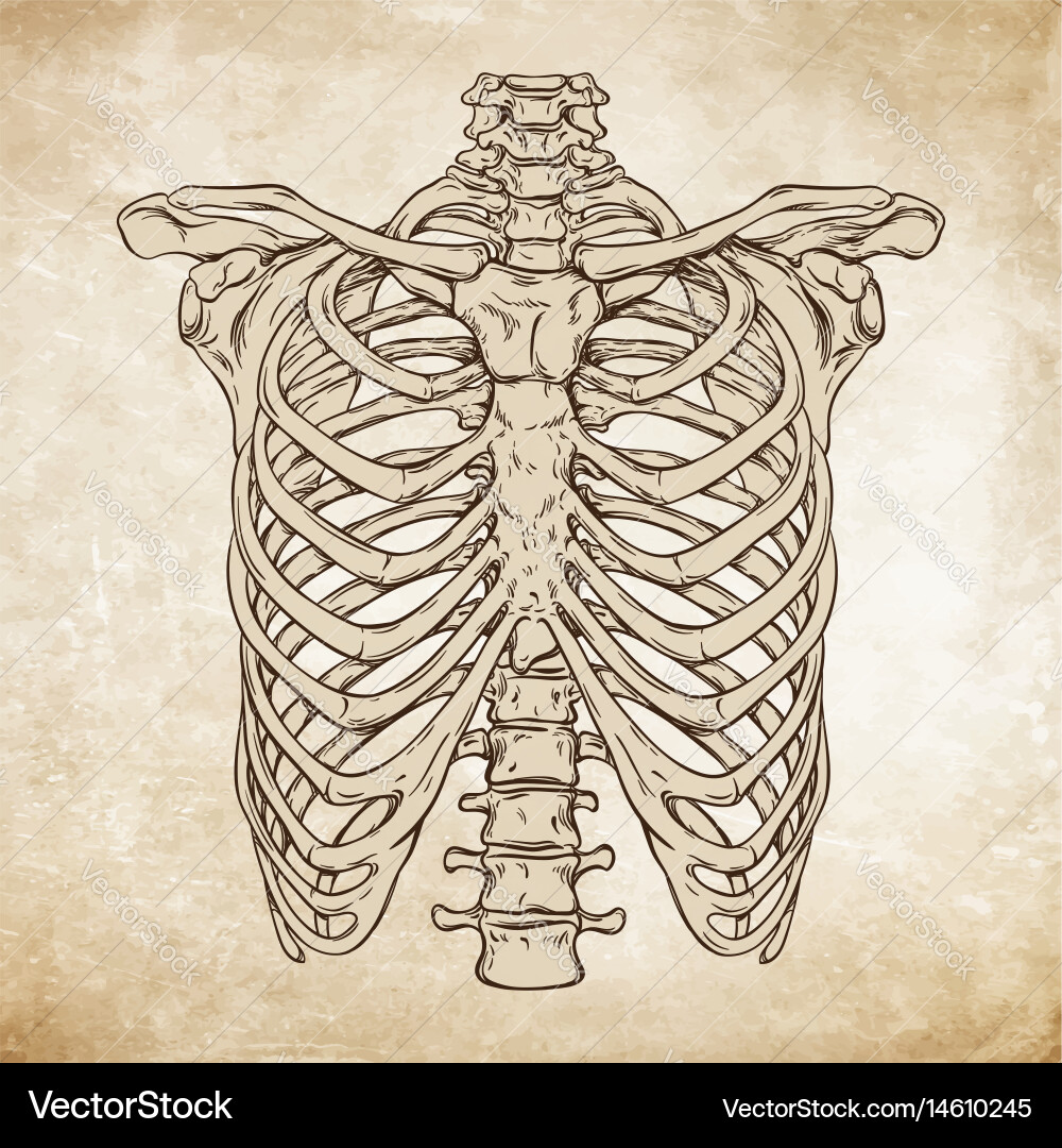 Hand drawn line art human ribcage Royalty Free Vector Image