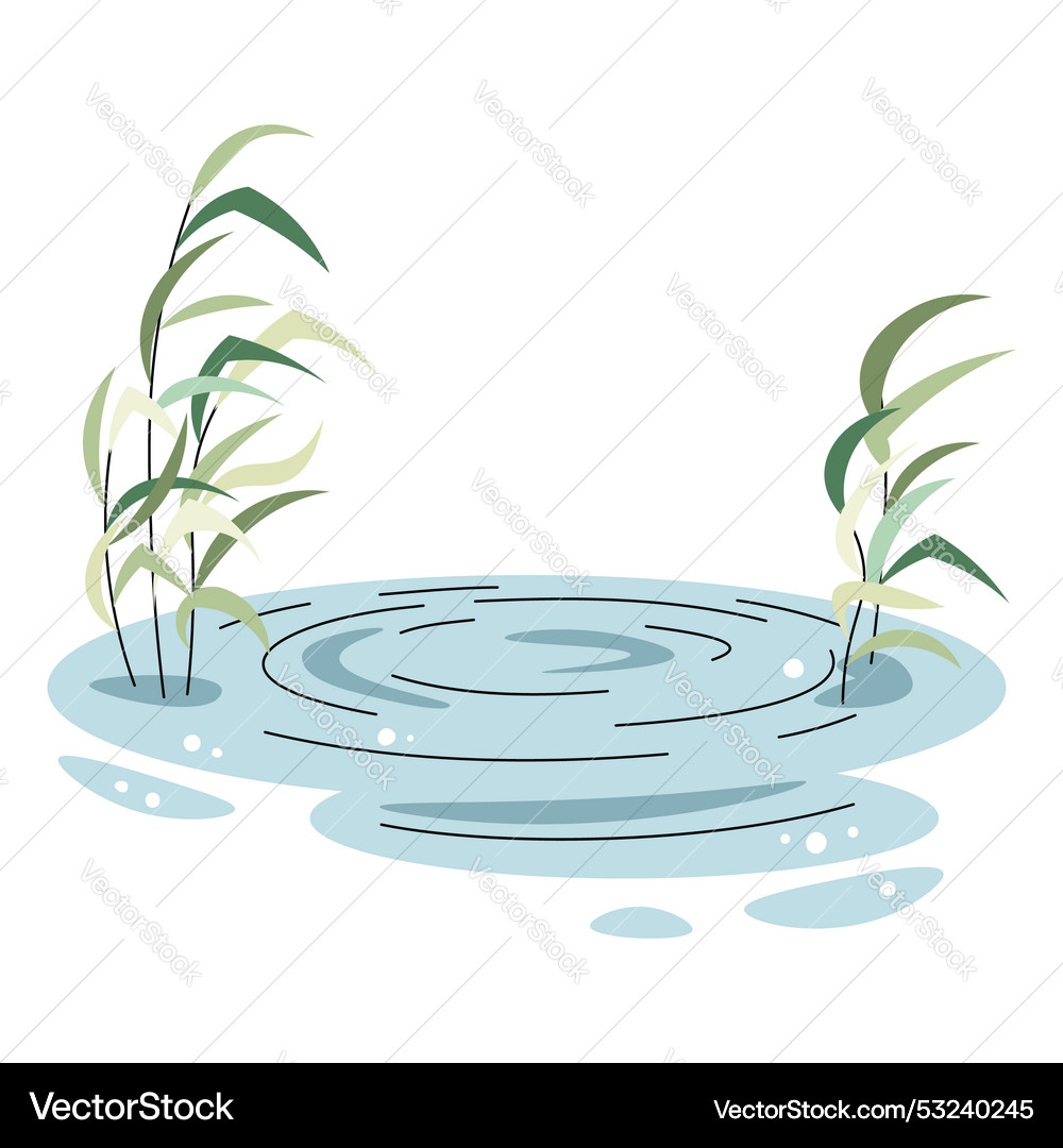 Reeds and pond on white background landscape Vector Image