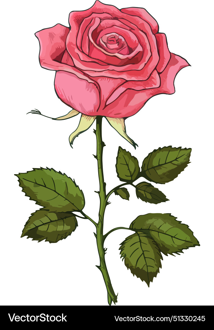 Rose Royalty Free Vector Image - VectorStock