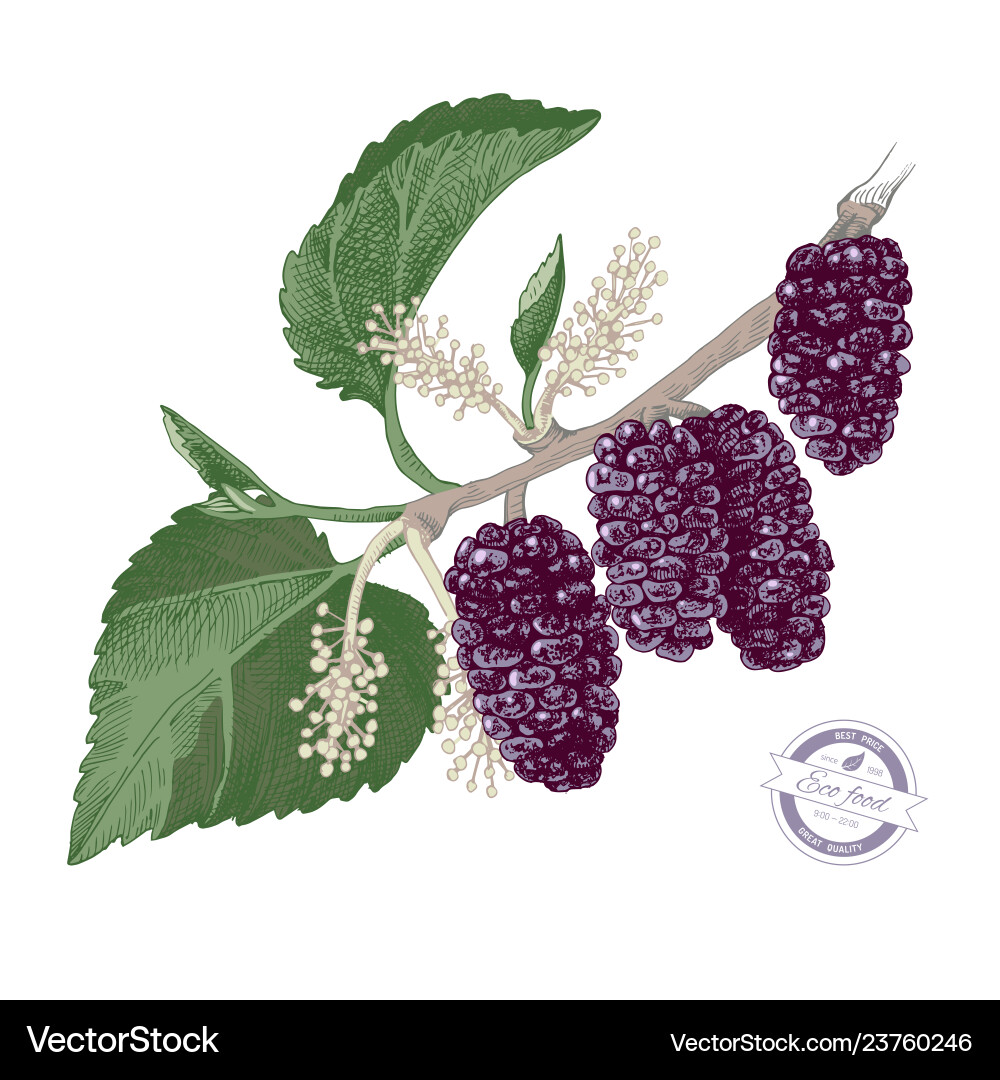 Mulberry Leaf Drawing Vector Images (over 230)