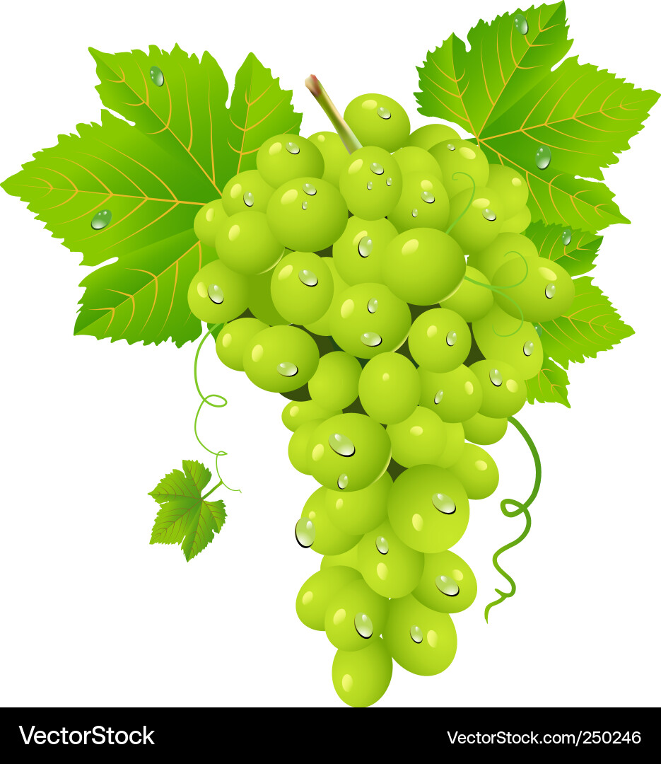 White grape cluster Royalty Free Vector Image - VectorStock