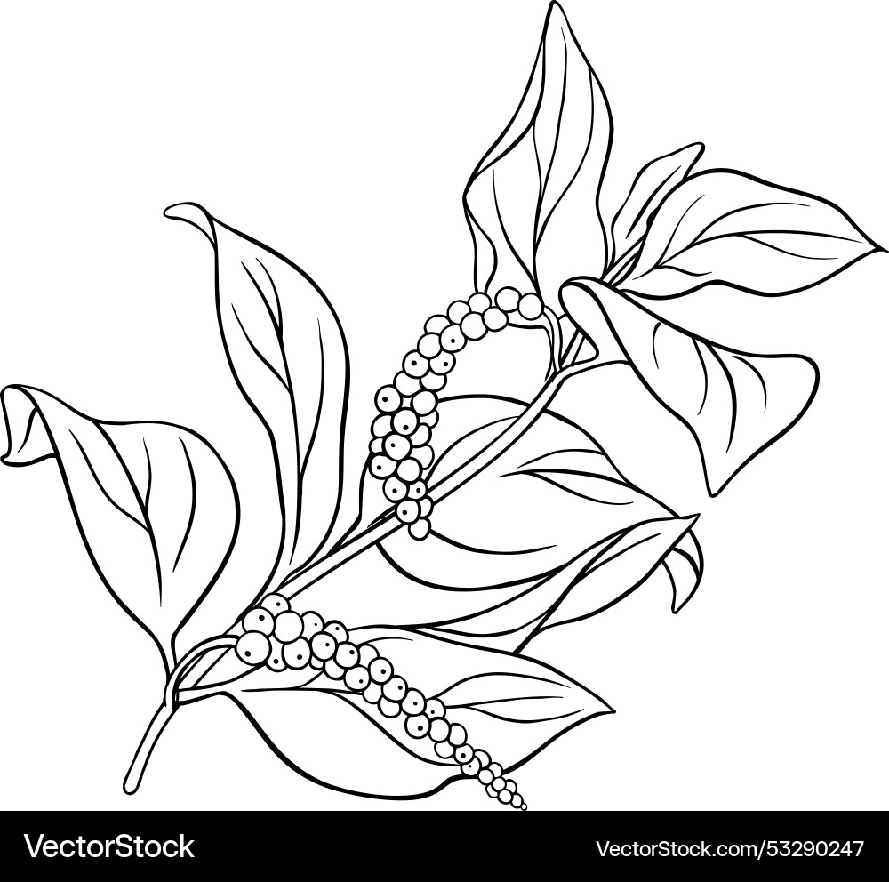 Black pepper branch outline Royalty Free Vector Image