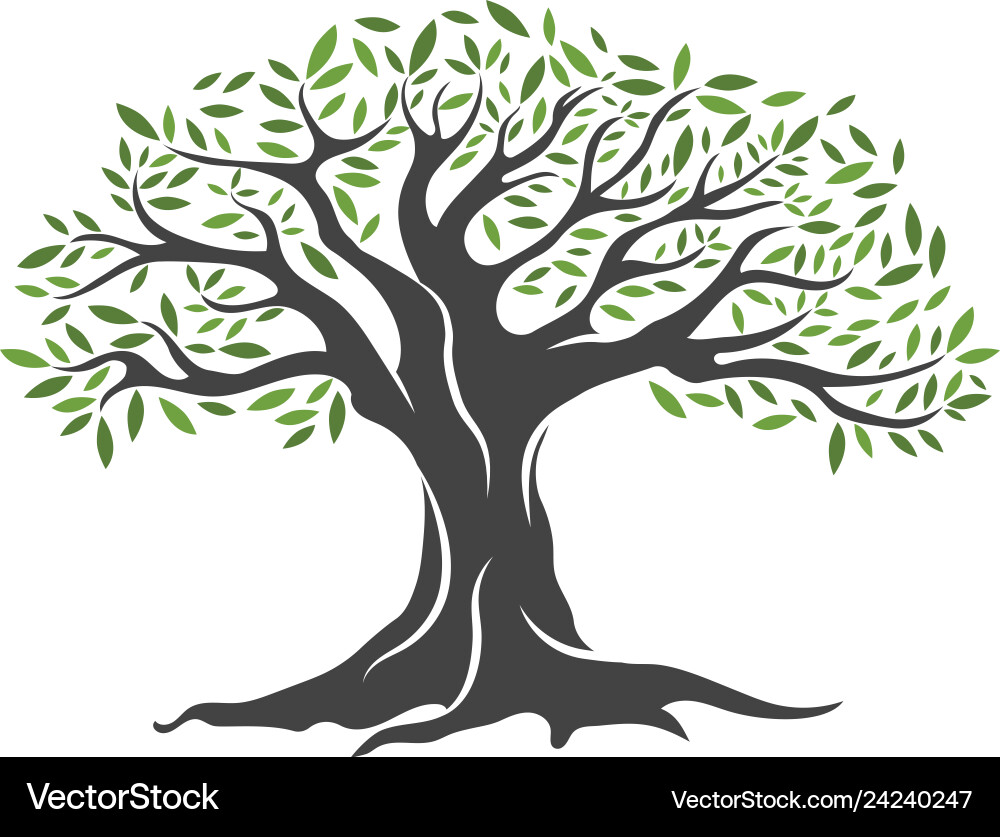 Olive tree Royalty Free Vector Image - VectorStock
