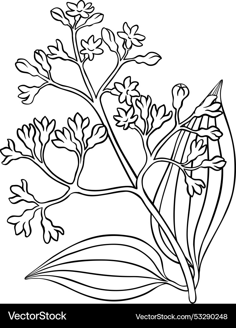 Cinnamon branch colored detailed Royalty Free Vector Image