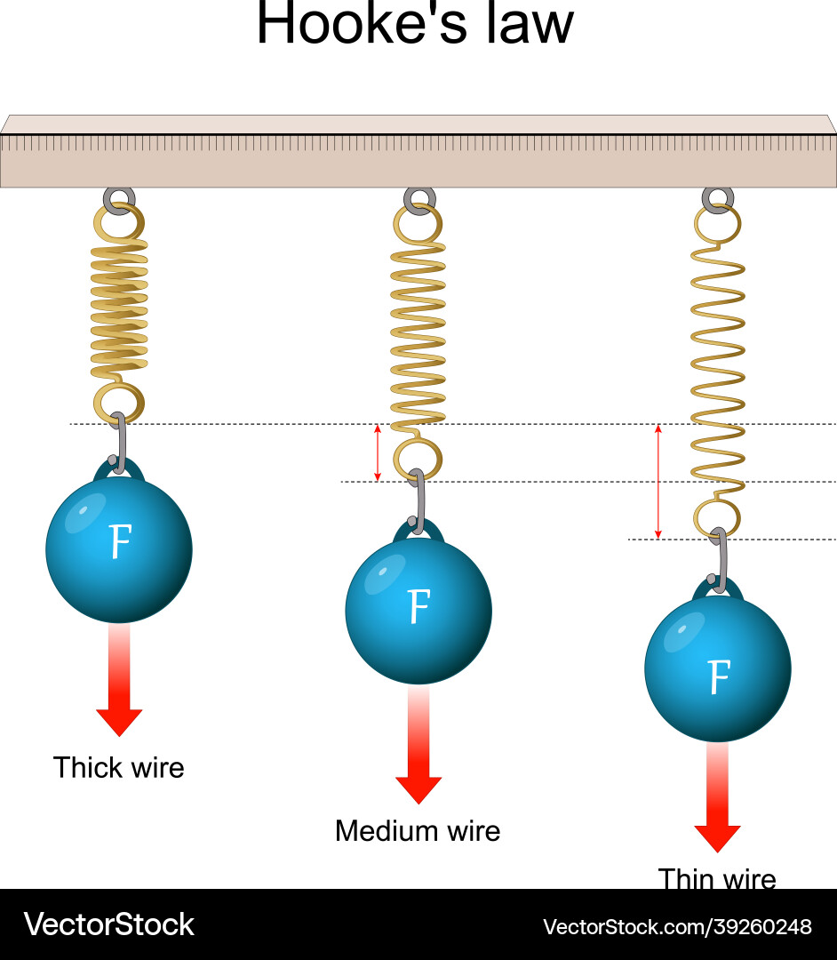 Hookes law Royalty Free Vector Image - VectorStock