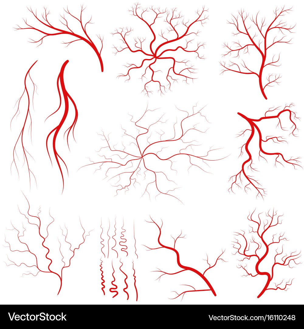 Human Vein System - Red Arteries Royalty Free Vector Image