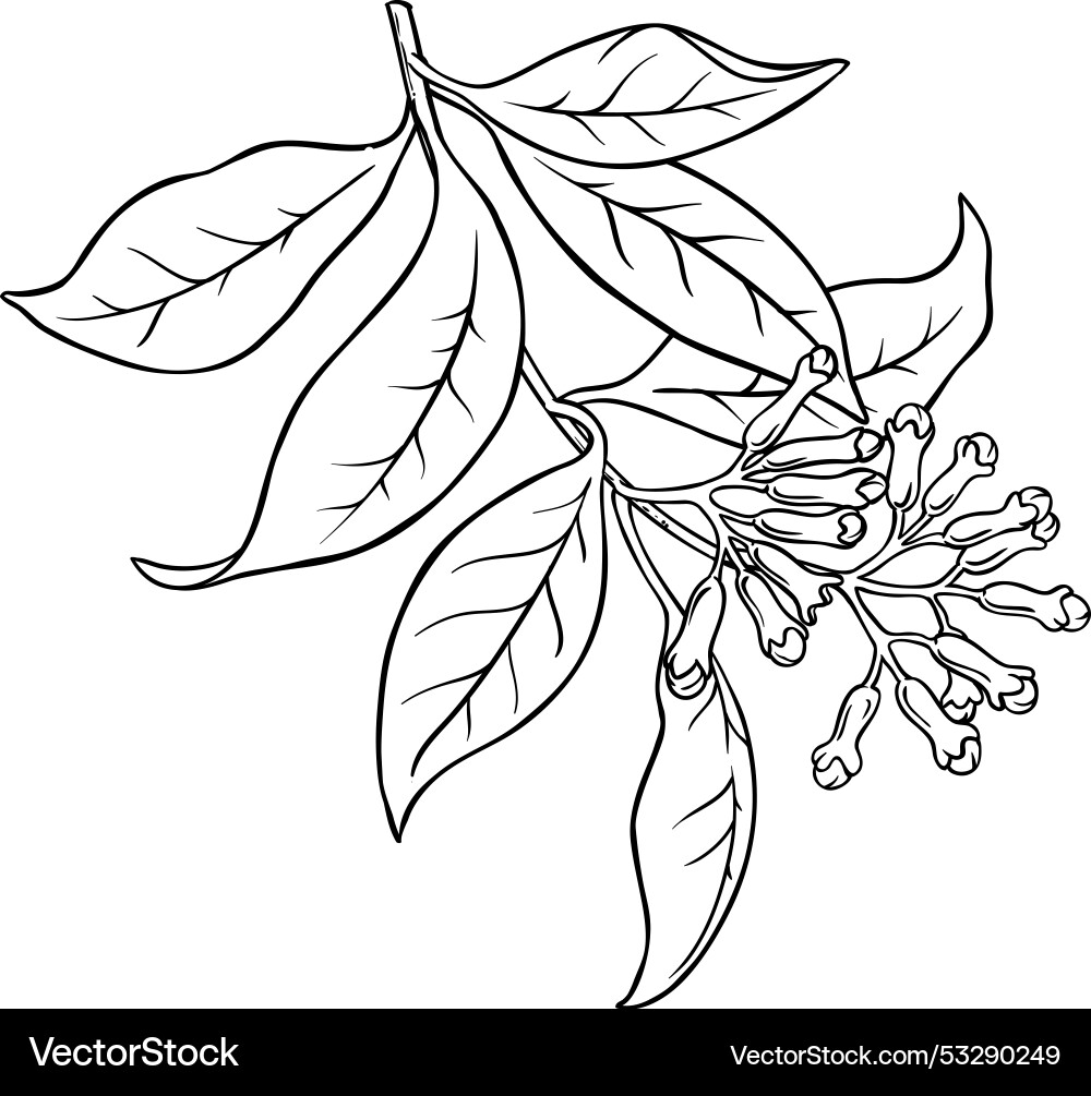 Clove branch isolated outline Royalty Free Vector Image