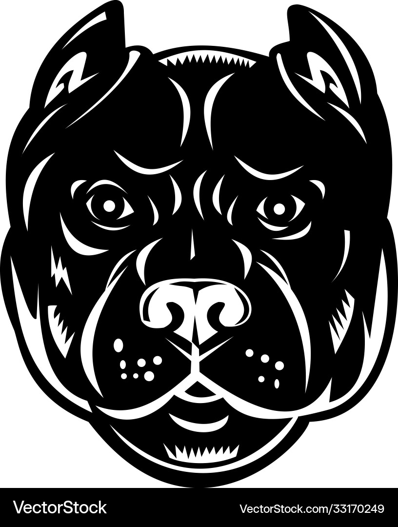 Head pit bull or pitbull front view retro Vector Image