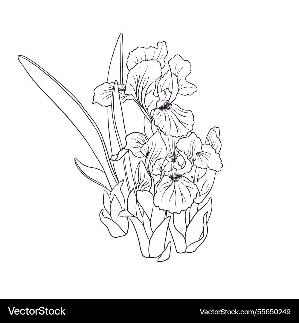 Monochrome Iris Flowers Sketch Royalty Free Vector Image