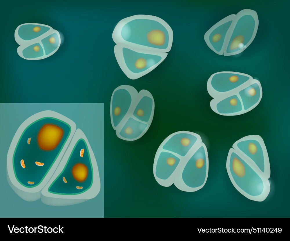 Structure of the chondrocytes cells in healthy Vector Image