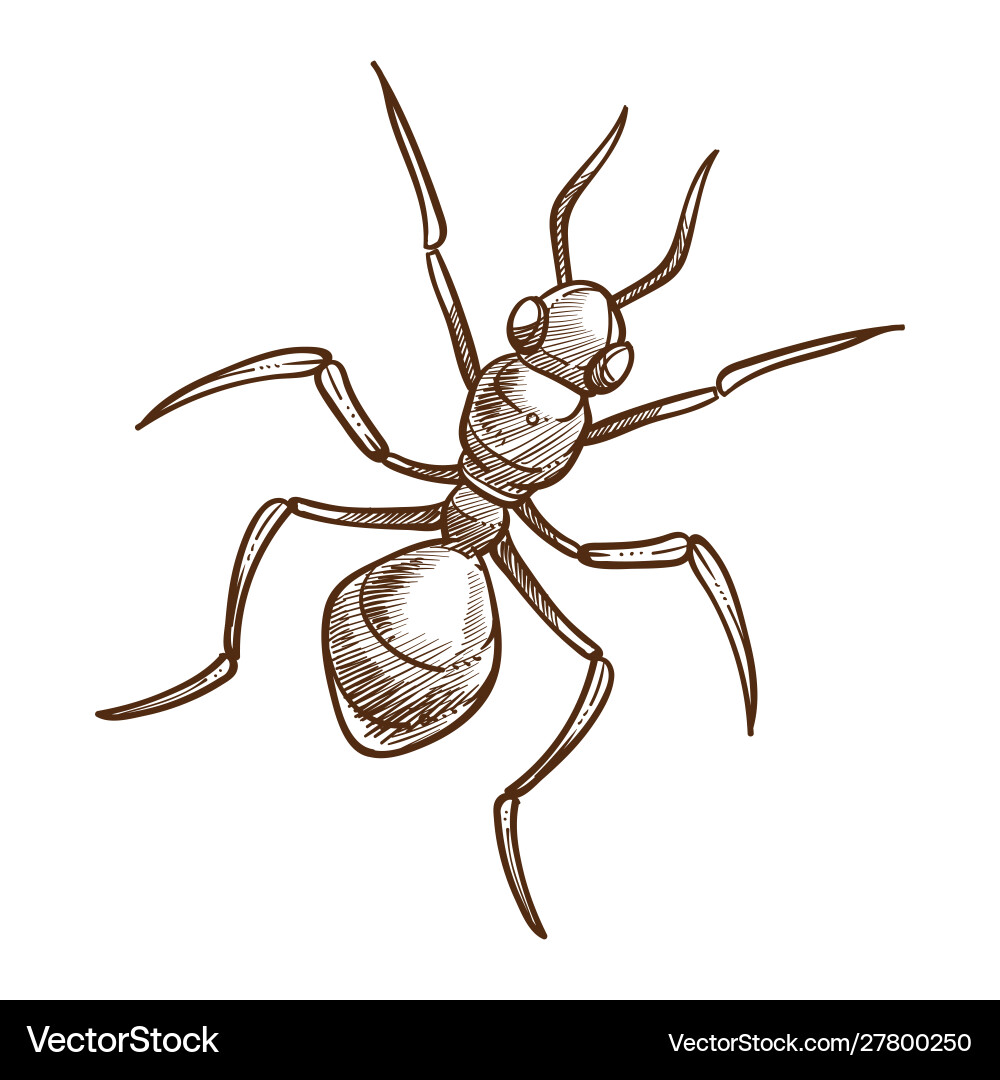 Ant insect top view hand drawn sketch Royalty Free Vector