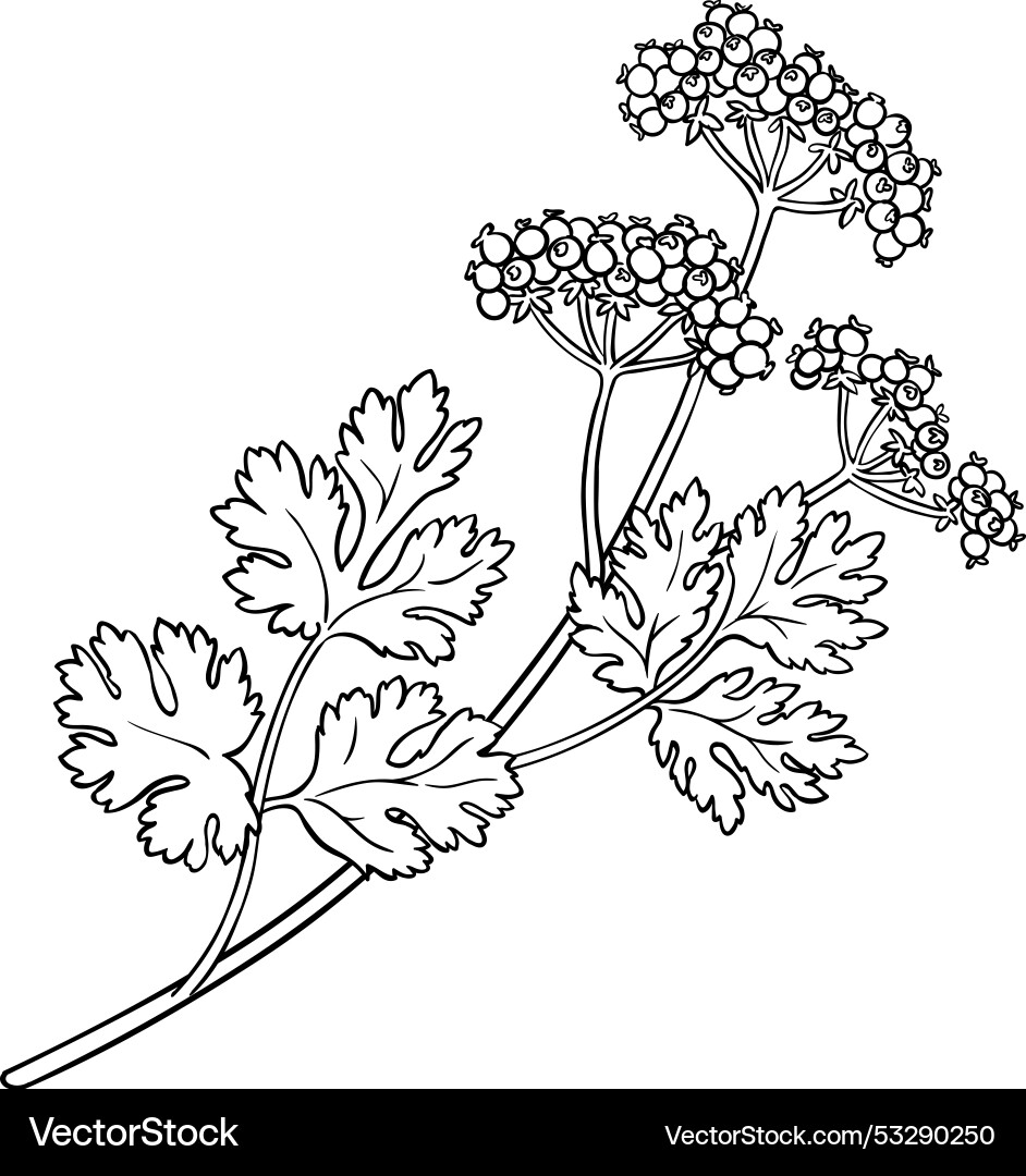 Coriander branch with seeds outline Royalty Free Vector
