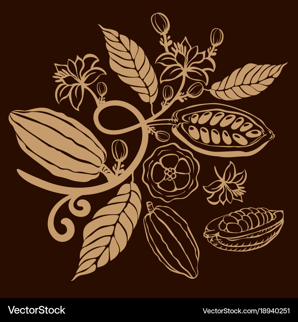 Cacao beans plant v exotic plants Royalty Free Vector Image