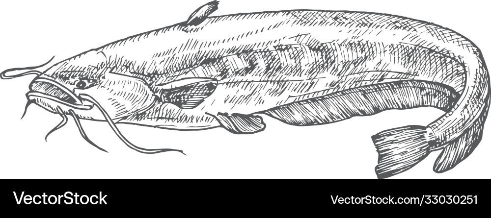 Catfish hand drawn doodle Royalty Free Vector Image