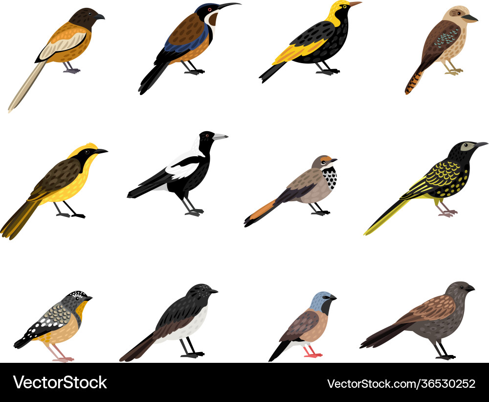 Bowerbird Vector Images (32)