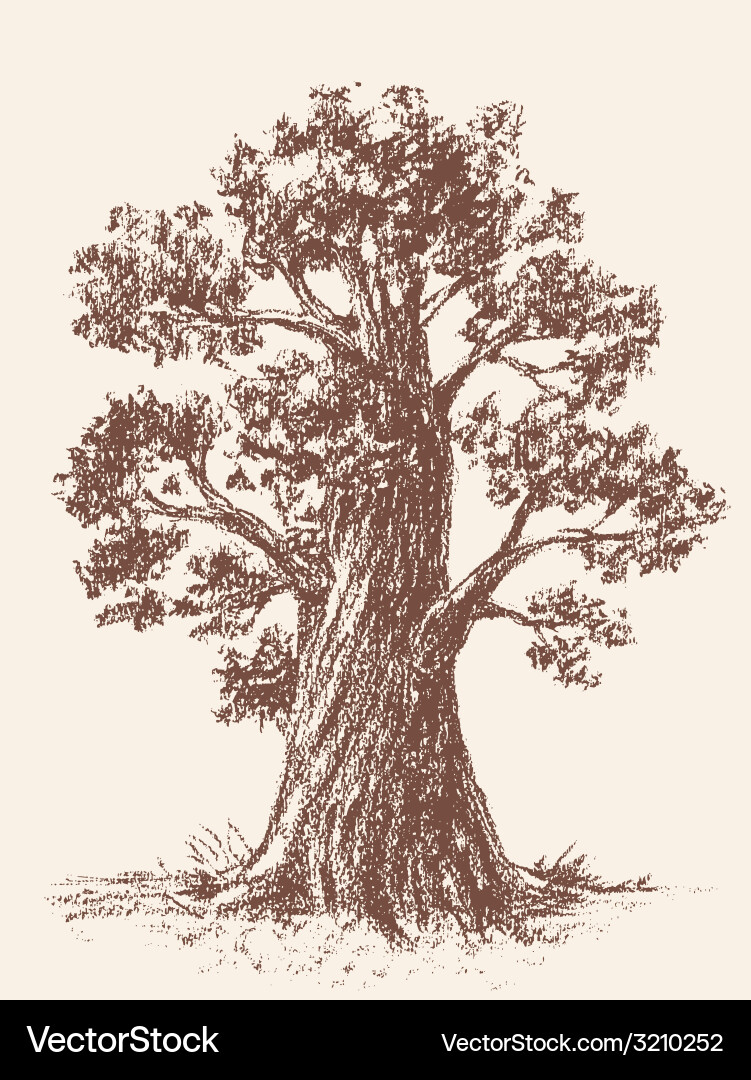 Broad-leaved tree Royalty Free Vector Image - VectorStock